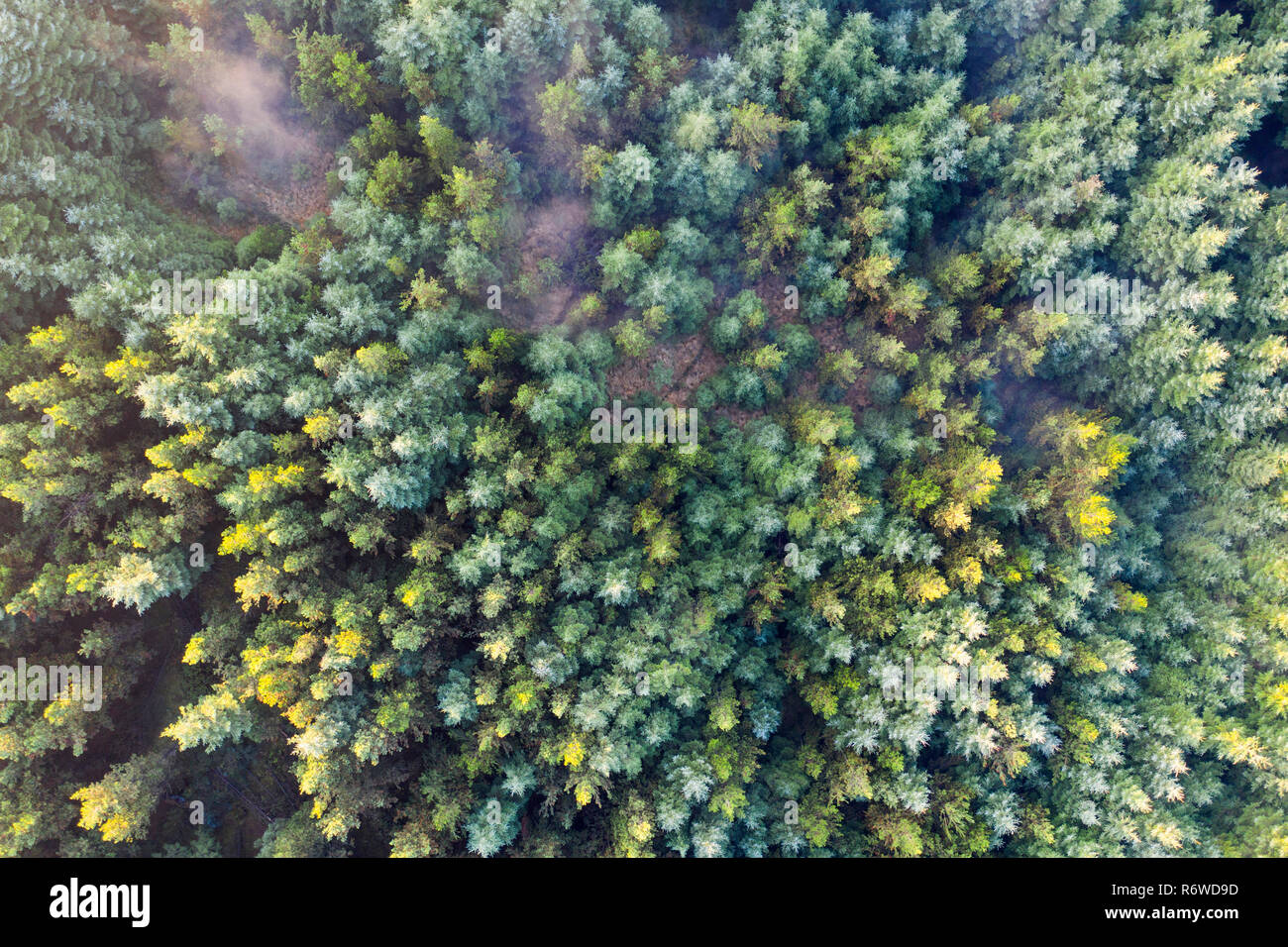 Overhead aerial view of an evergreen pine tree forest Stock Photo - Alamy