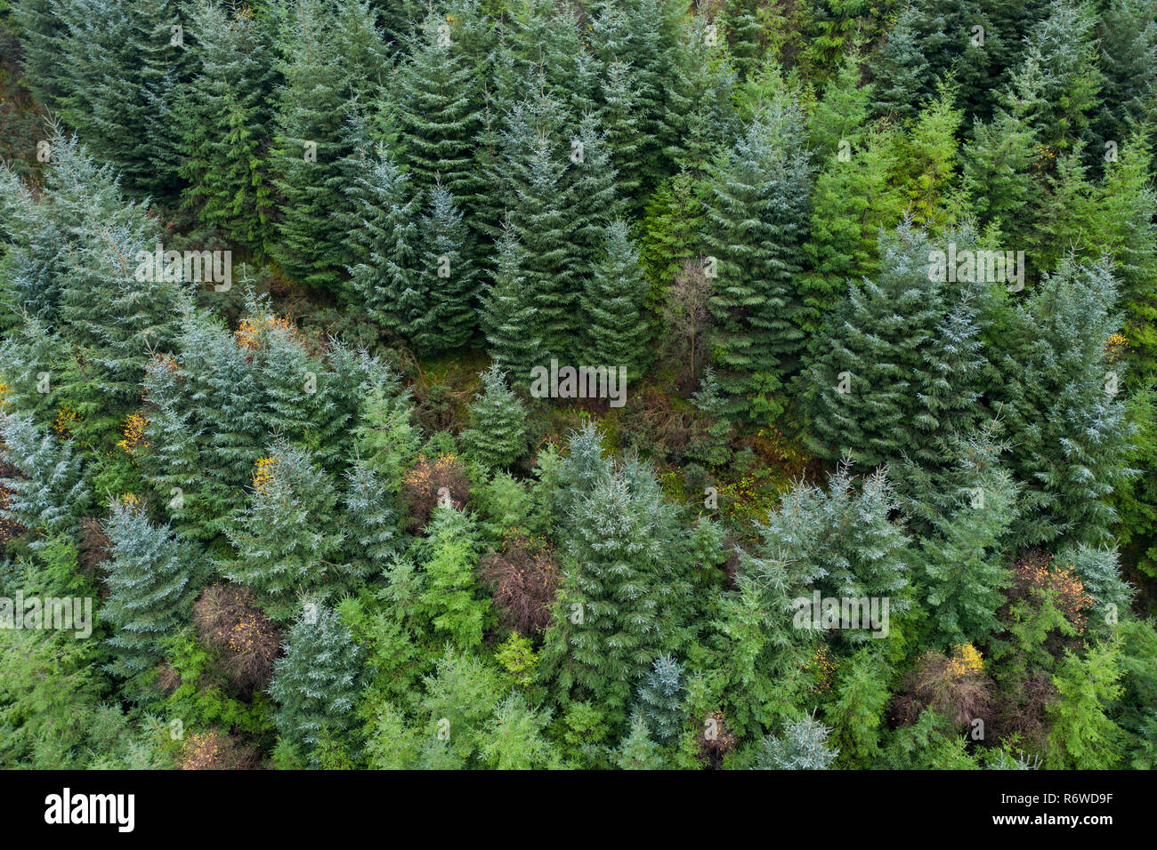 Fir trees overhead view hi-res stock photography and images - Alamy