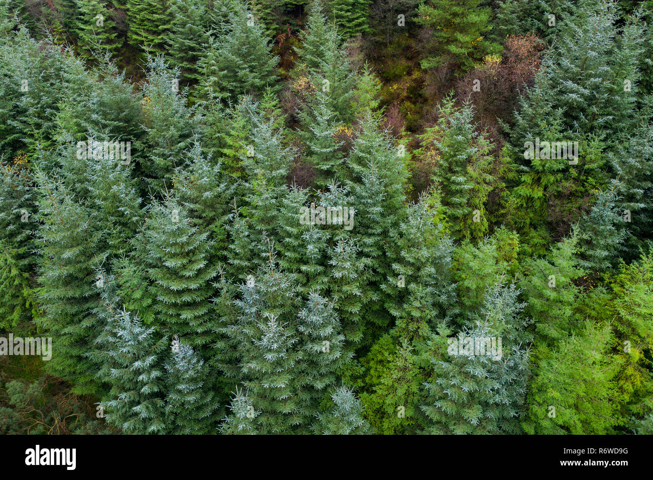 Overhead aerial view of an evergreen pine tree forest Stock Photo - Alamy