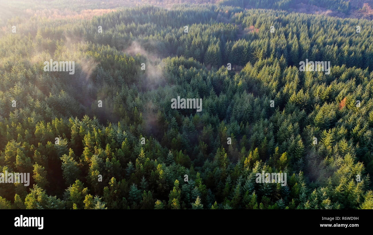 Overhead aerial view of an evergreen pine tree forest Stock Photo - Alamy
