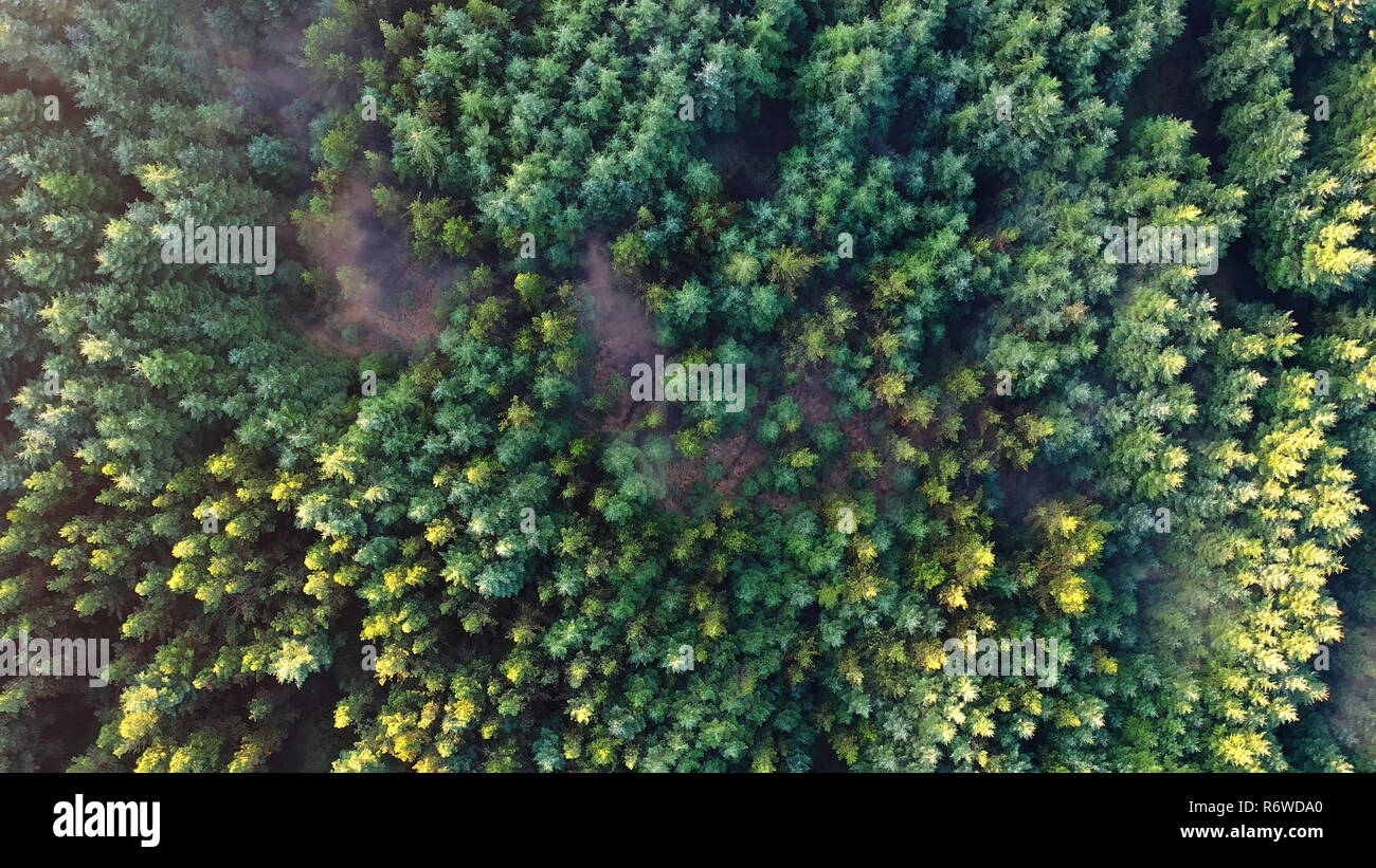 Drone over lush evergreen forest hi-res stock photography and images ...