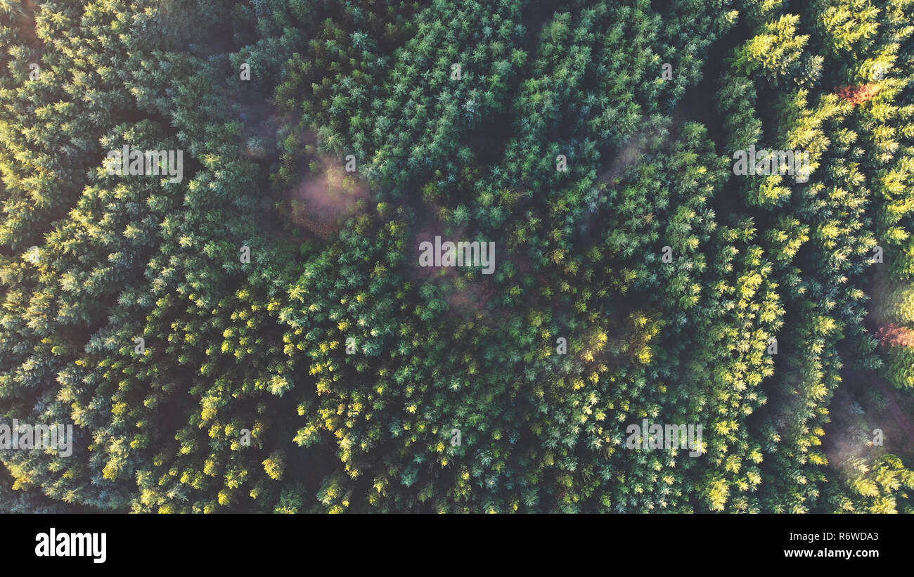 Drone over lush evergreen forest hi-res stock photography and images ...