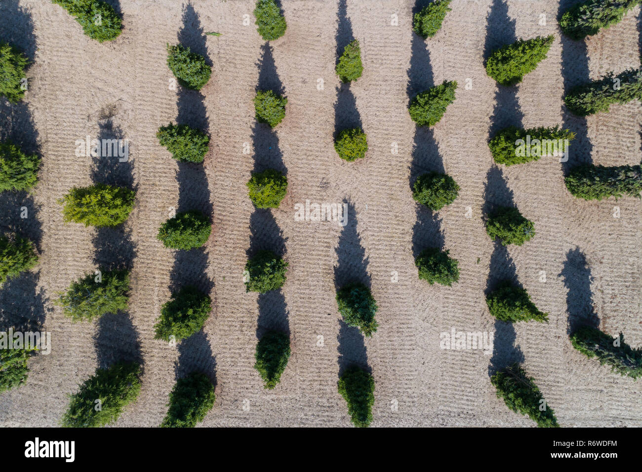 aerial view of plants and trees of a nursery Stock Photo - Alamy