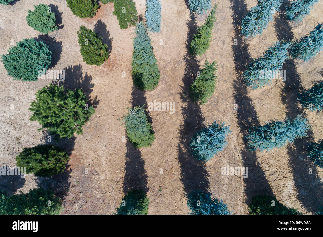 aerial view of plants and trees of a nursery Stock Photo - Alamy