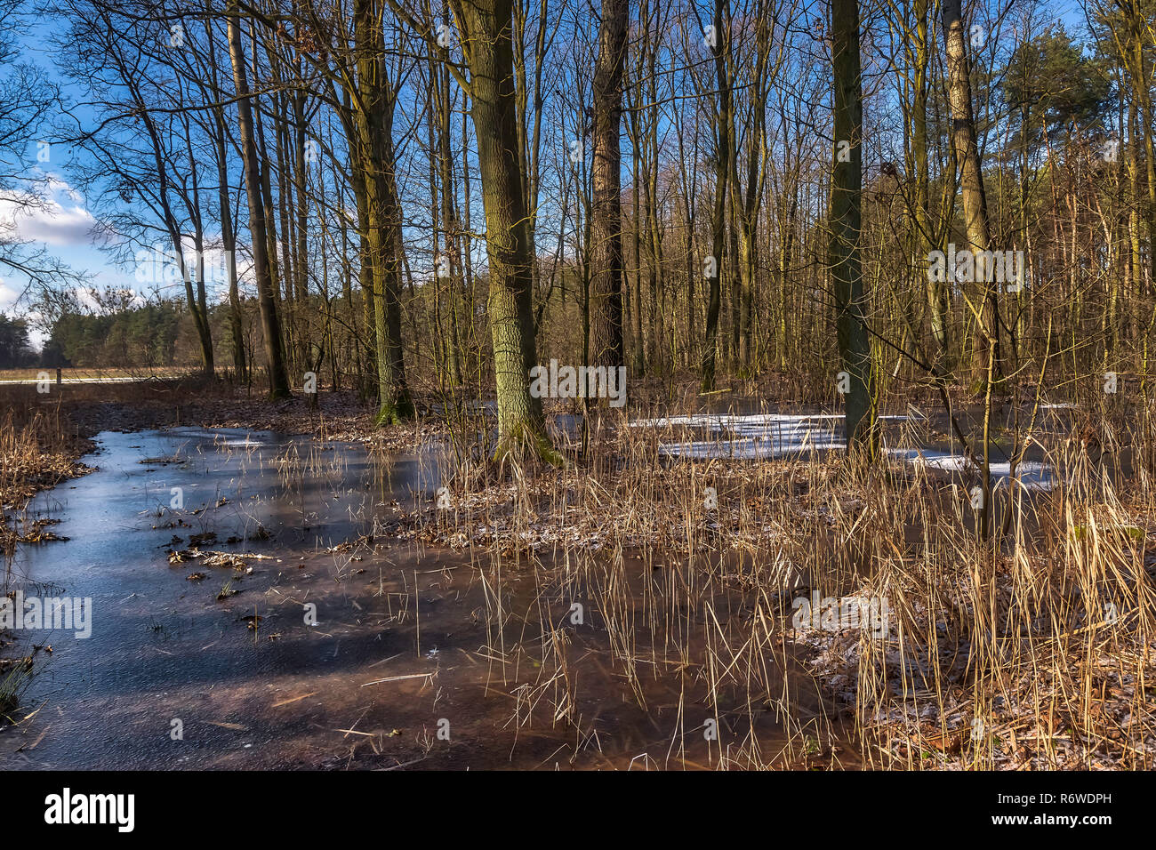 Frozen swamp in Kampinos National Park Stock Photo - Alamy