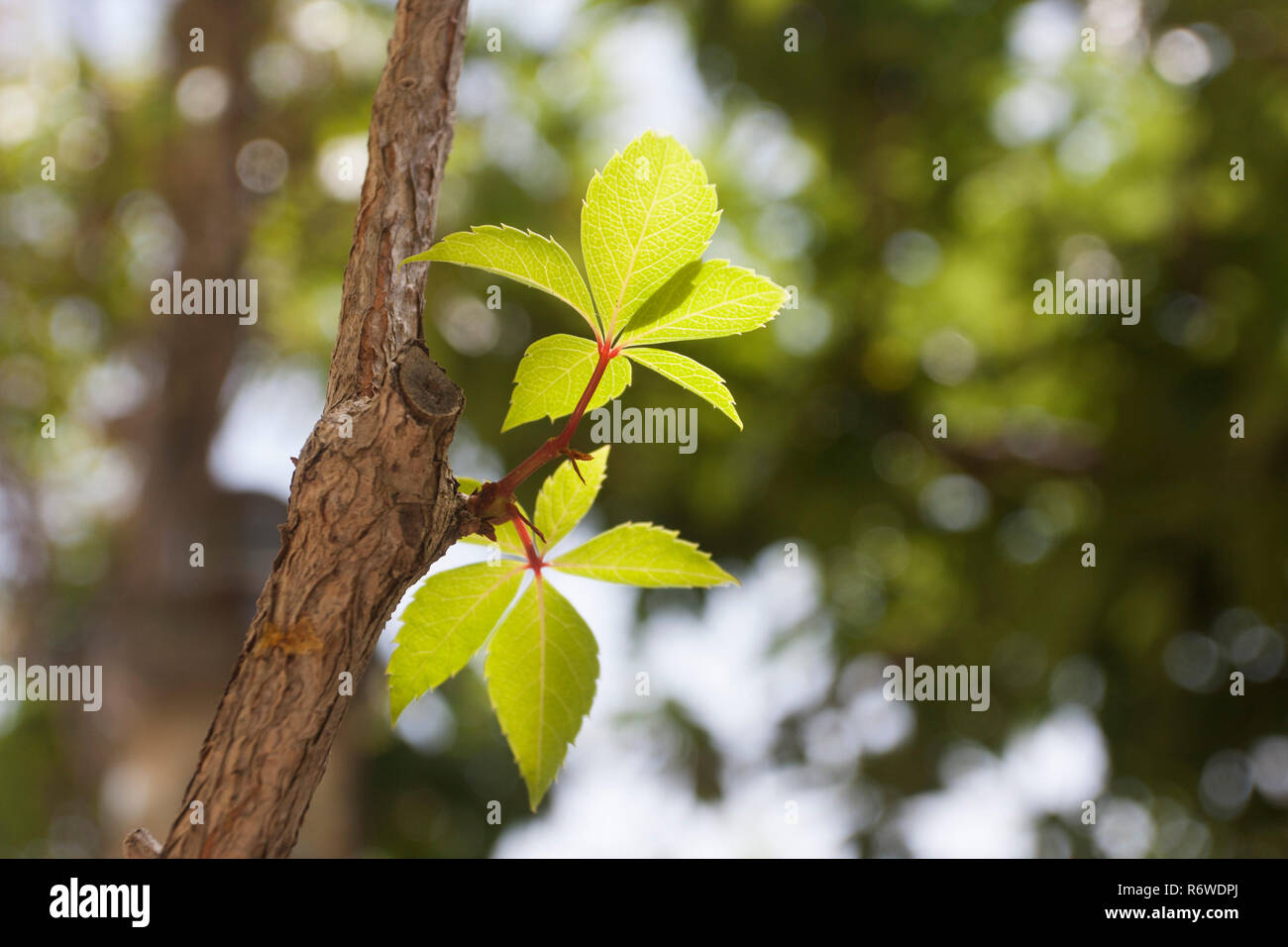 Virginia Creeper Ivy Vine's leaves Stock Photo - Alamy