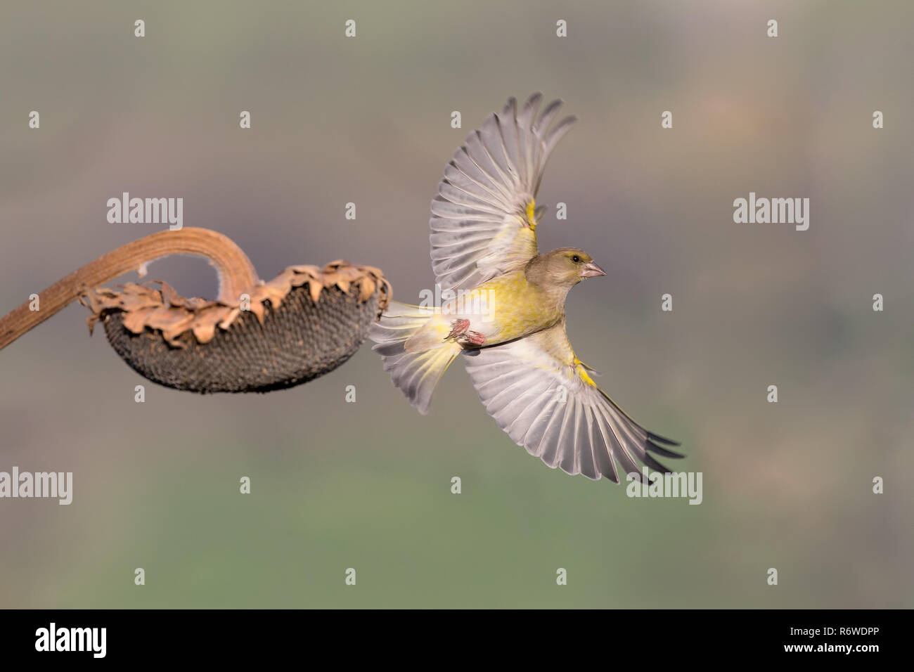 Beautiful European greenfinch (Chloris chloris) start from sunflower ...