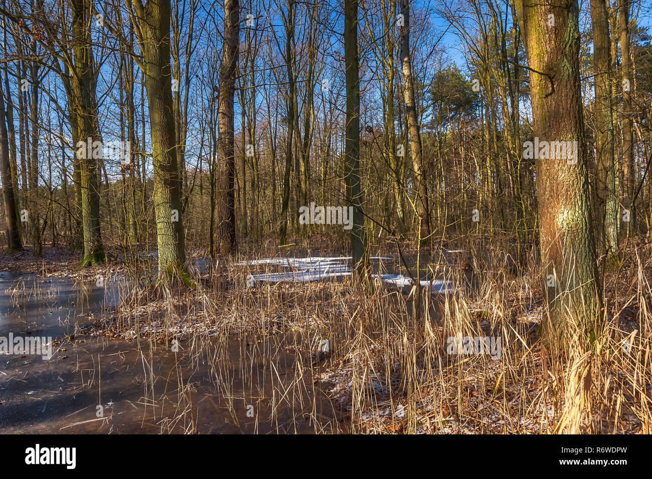 Frozen swamp in Kampinos National Park Stock Photo - Alamy