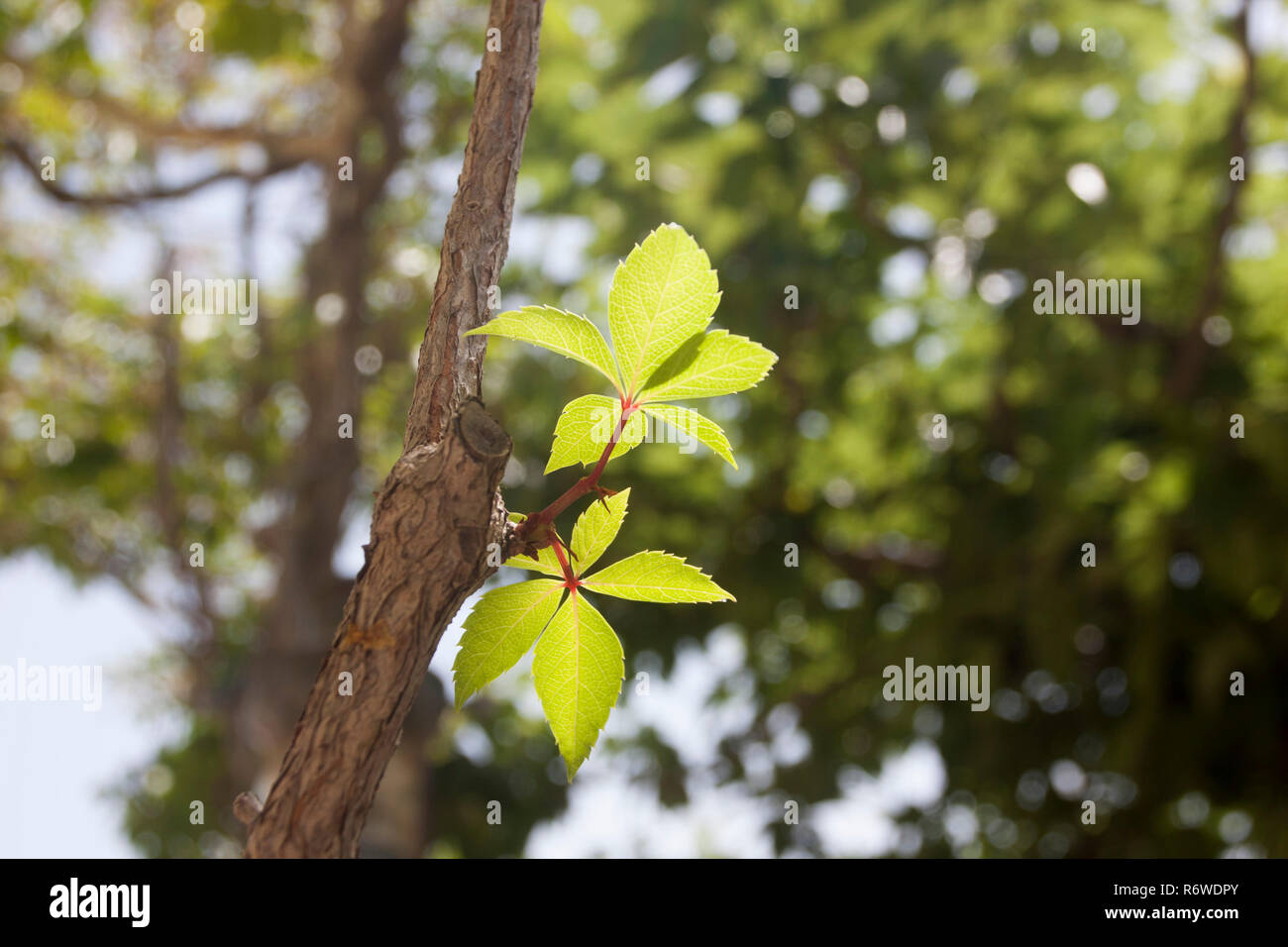 Virginia Creeper Ivy Vine's leaves Stock Photo - Alamy