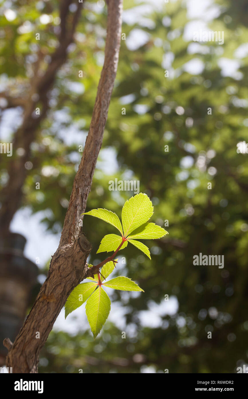 Virginia Creeper Ivy Vine's leaves Stock Photo - Alamy