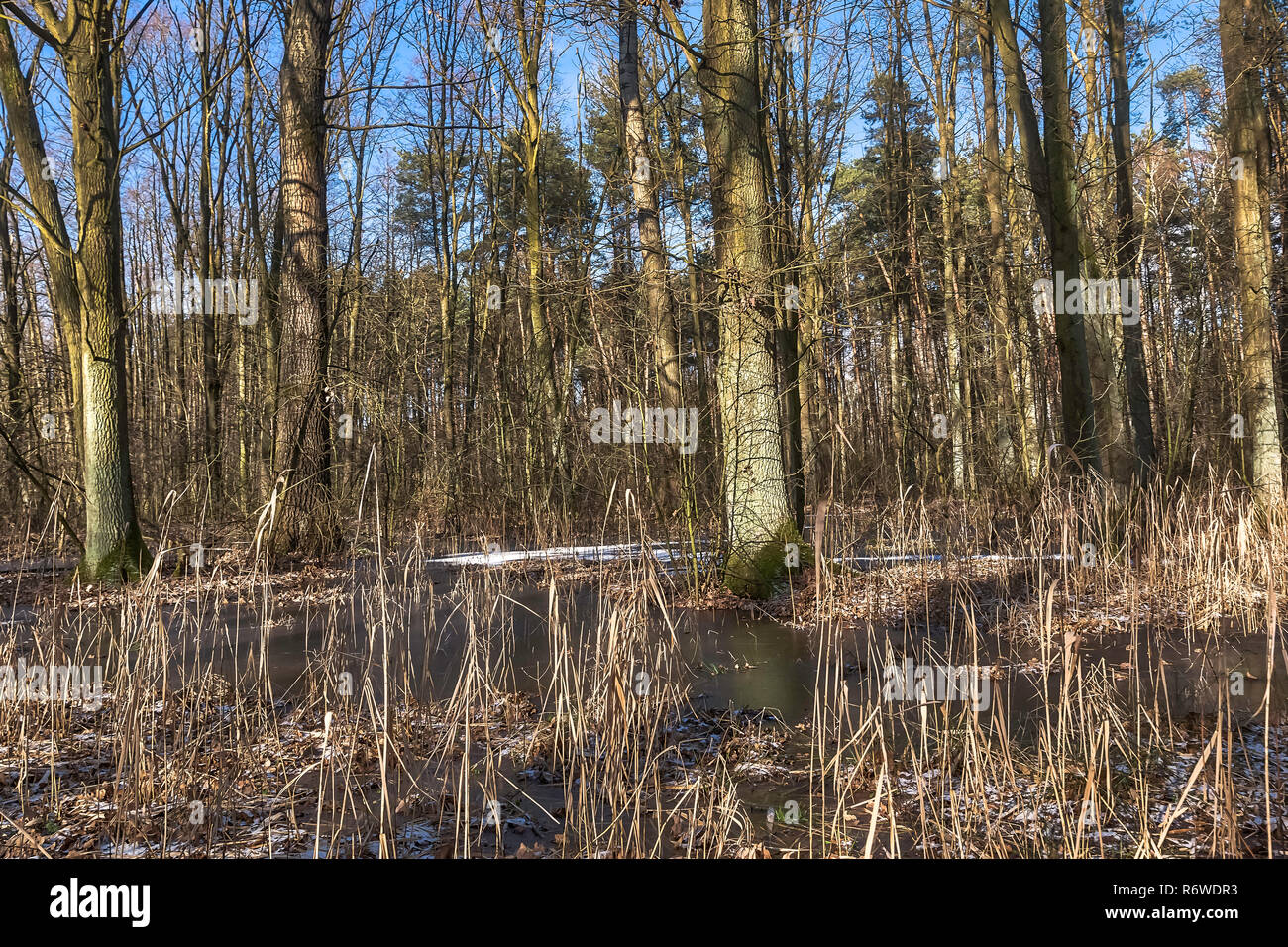 Frozen swamp in Kampinos National Park Stock Photo - Alamy