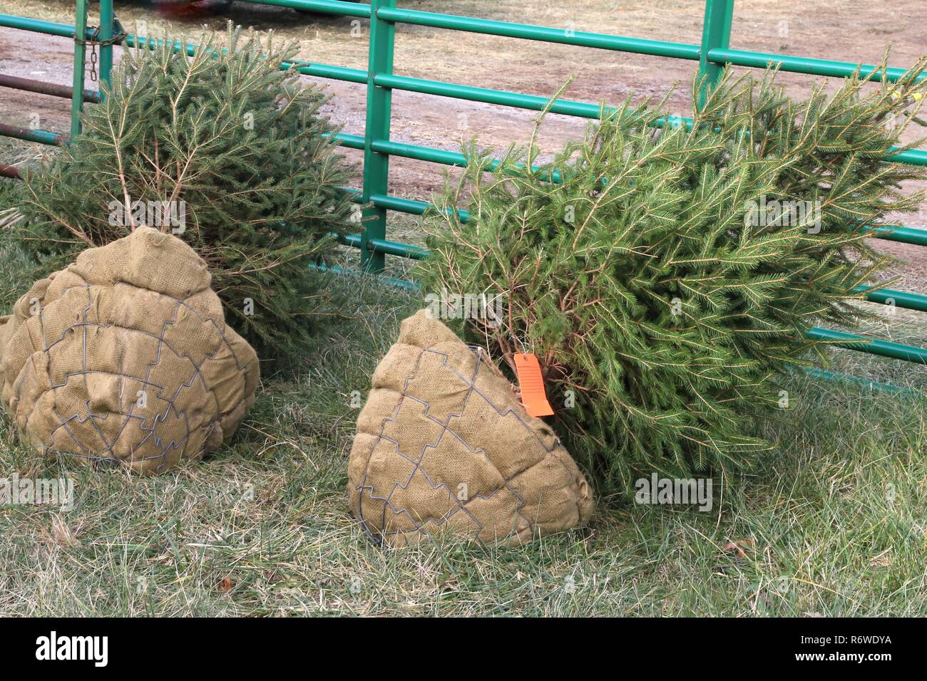 Pine trees with roots at a Christmas tree farm Stock Photo - Alamy