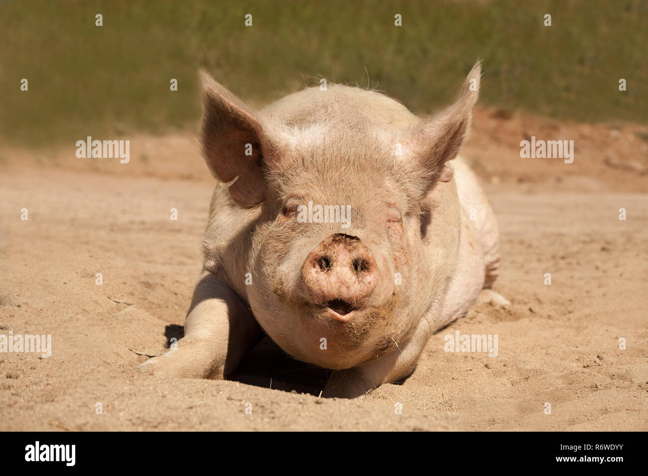 Pig mouth hi-res stock photography and images - Alamy