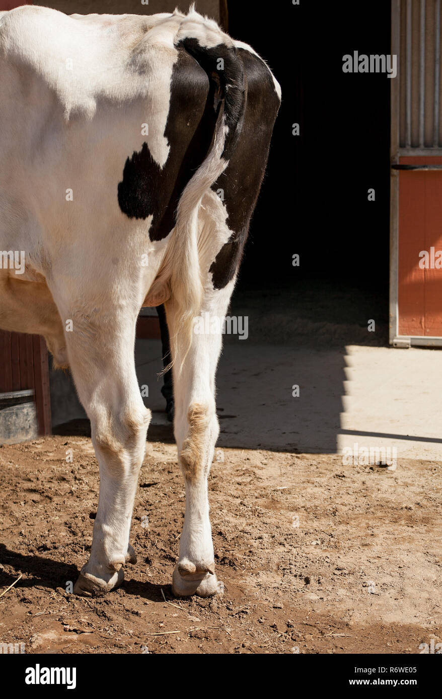The rear end of a holstein dairy cow is shown standing in front of a ...