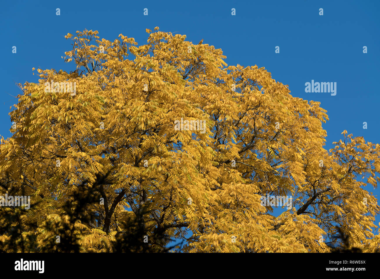 Yellow ash tree hi-res stock photography and images - Alamy