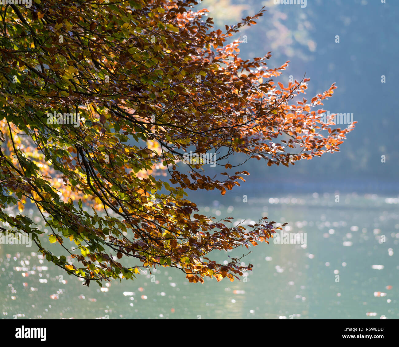 Water beech tree hi-res stock photography and images - Alamy
