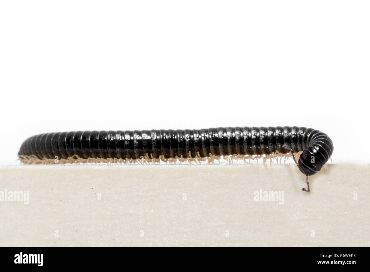 Centipede crawling hi-res stock photography and images - Alamy