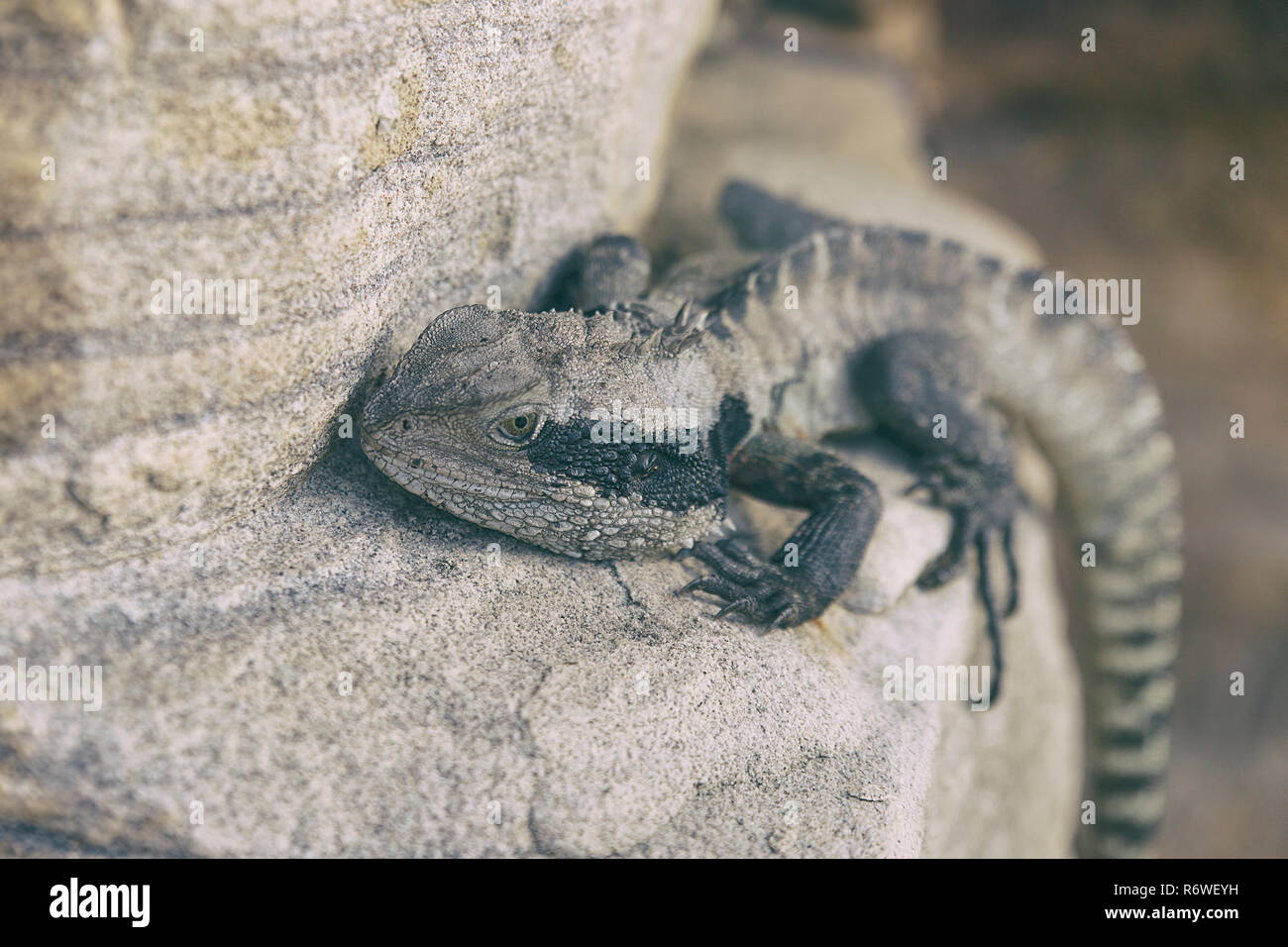 Easter water dragon, Manly Stock Photo - Alamy
