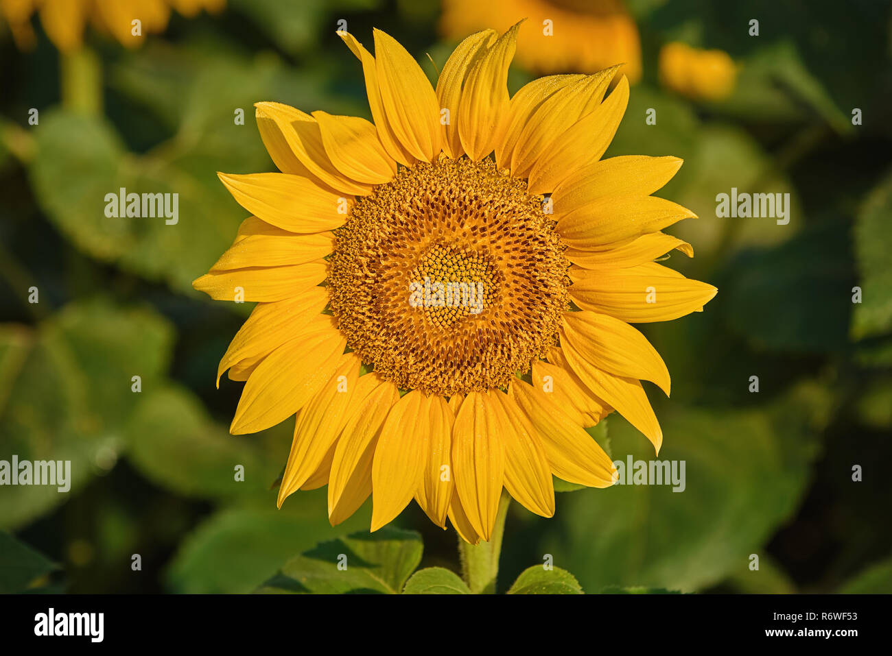 Sunflower on the Green Background Stock Photo - Alamy