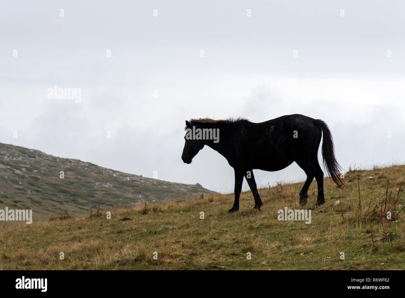 Horse climbing mountain hi-res stock photography and images - Alamy