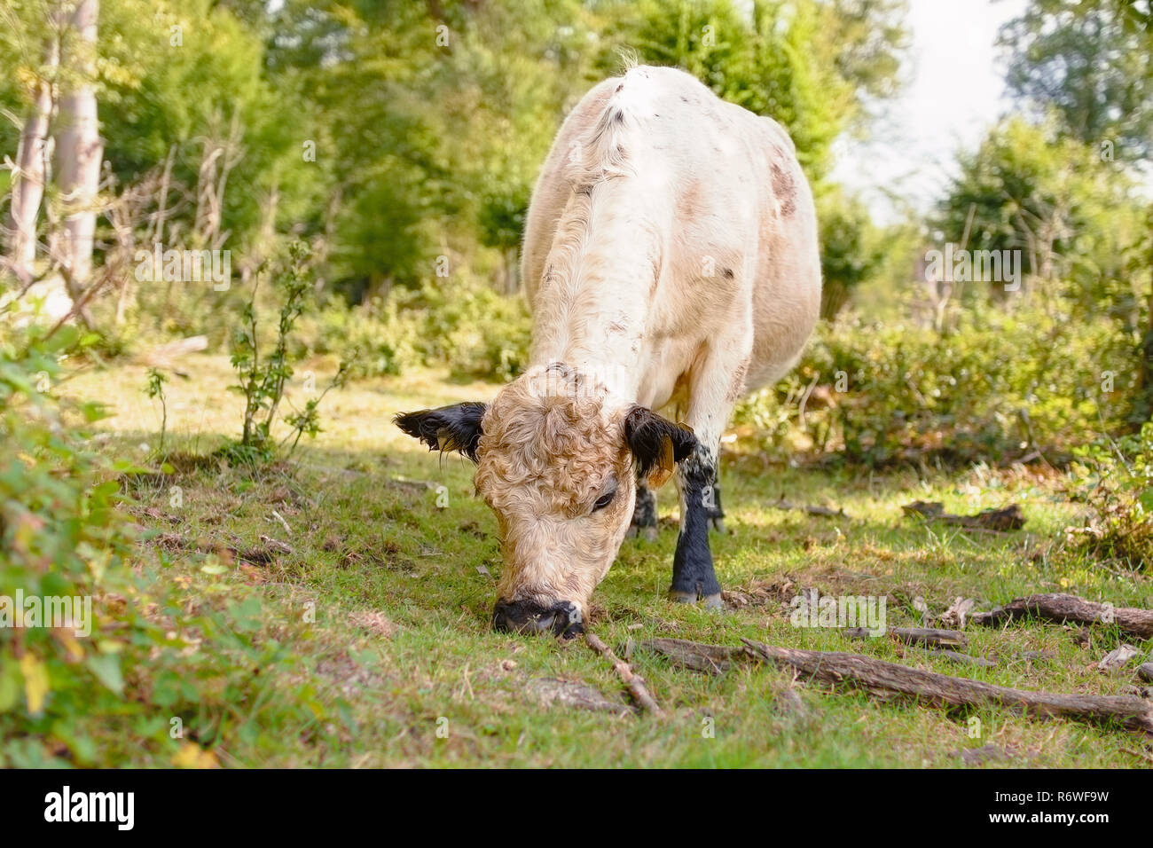 Highland Cattle On A Pasture In Germany High Resolution Stock ...