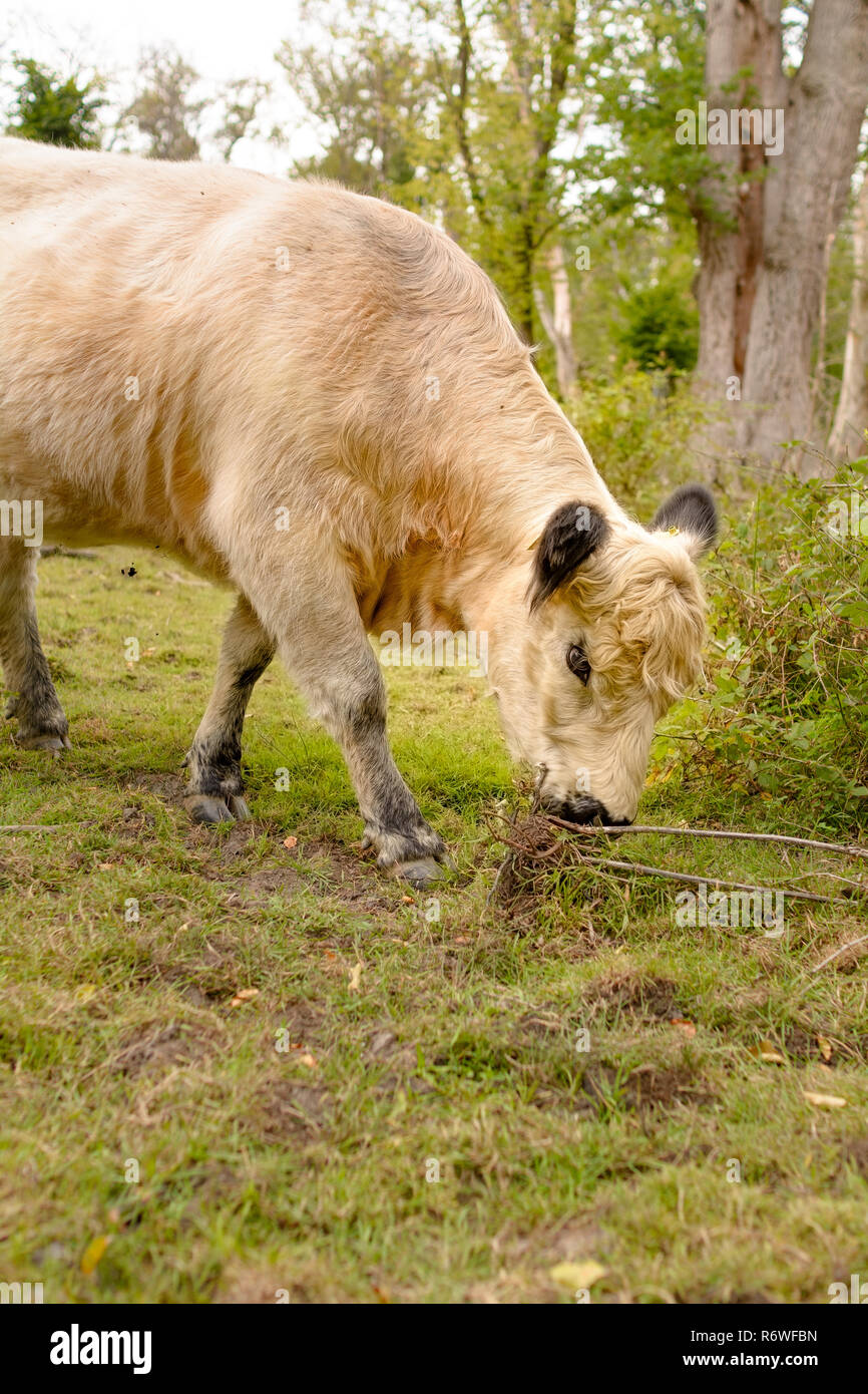 Highland Cattle On A Pasture In Germany High Resolution Stock ...