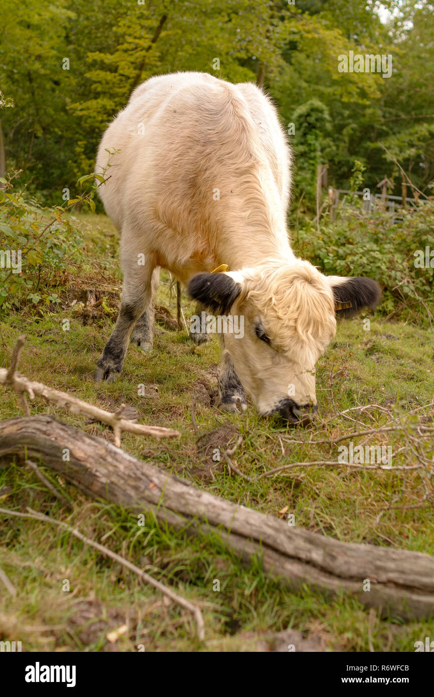 Highland cow eats hi-res stock photography and images - Alamy