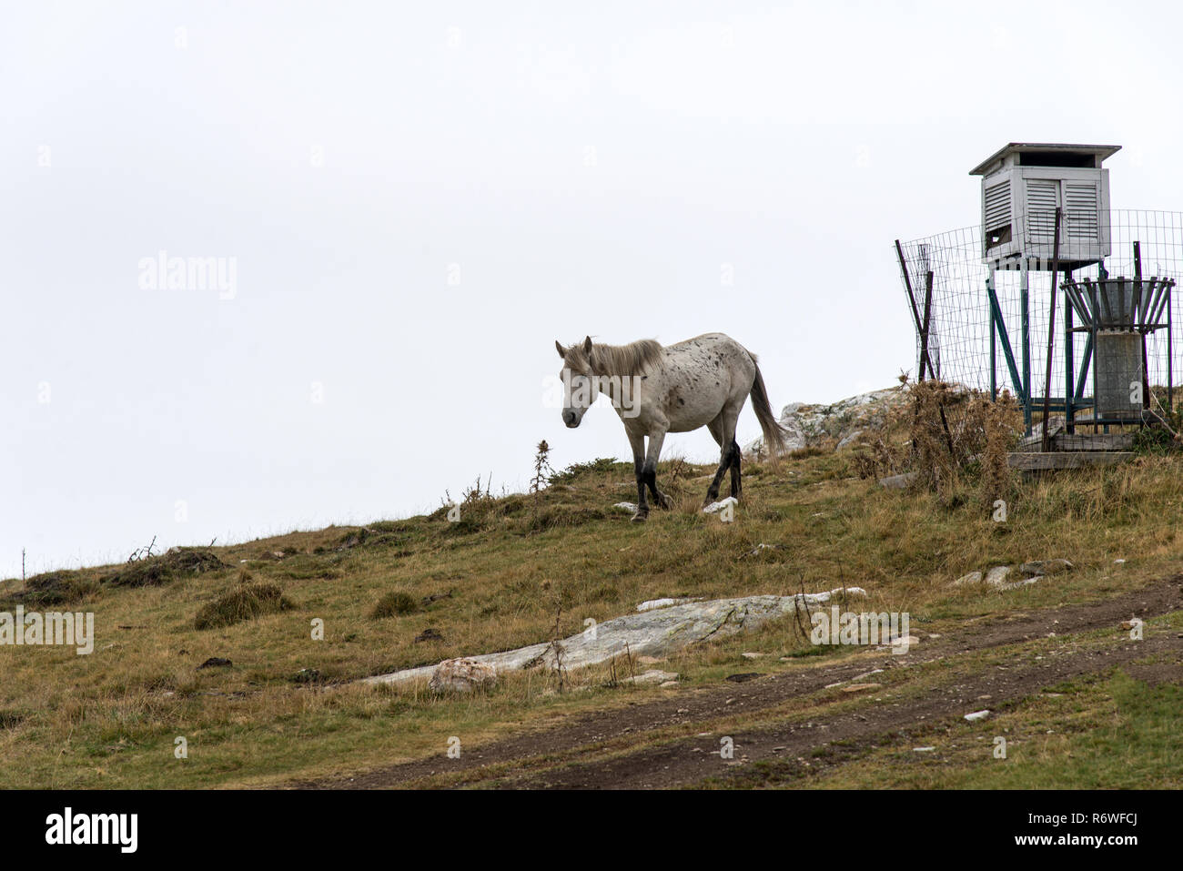 Horse climbing mountain hi-res stock photography and images - Alamy