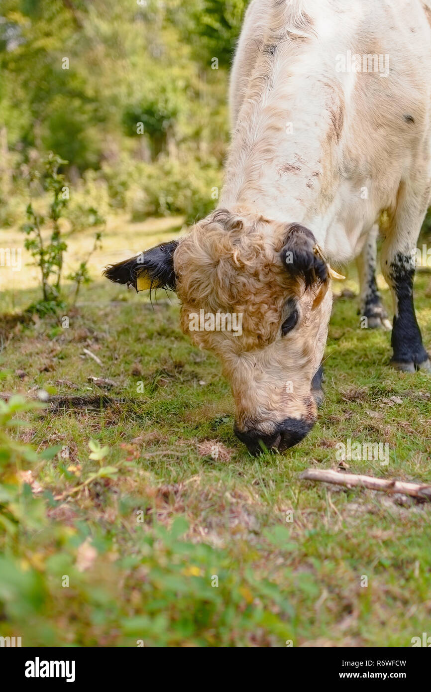 Highland Cattle On A Pasture In Germany High Resolution Stock ...