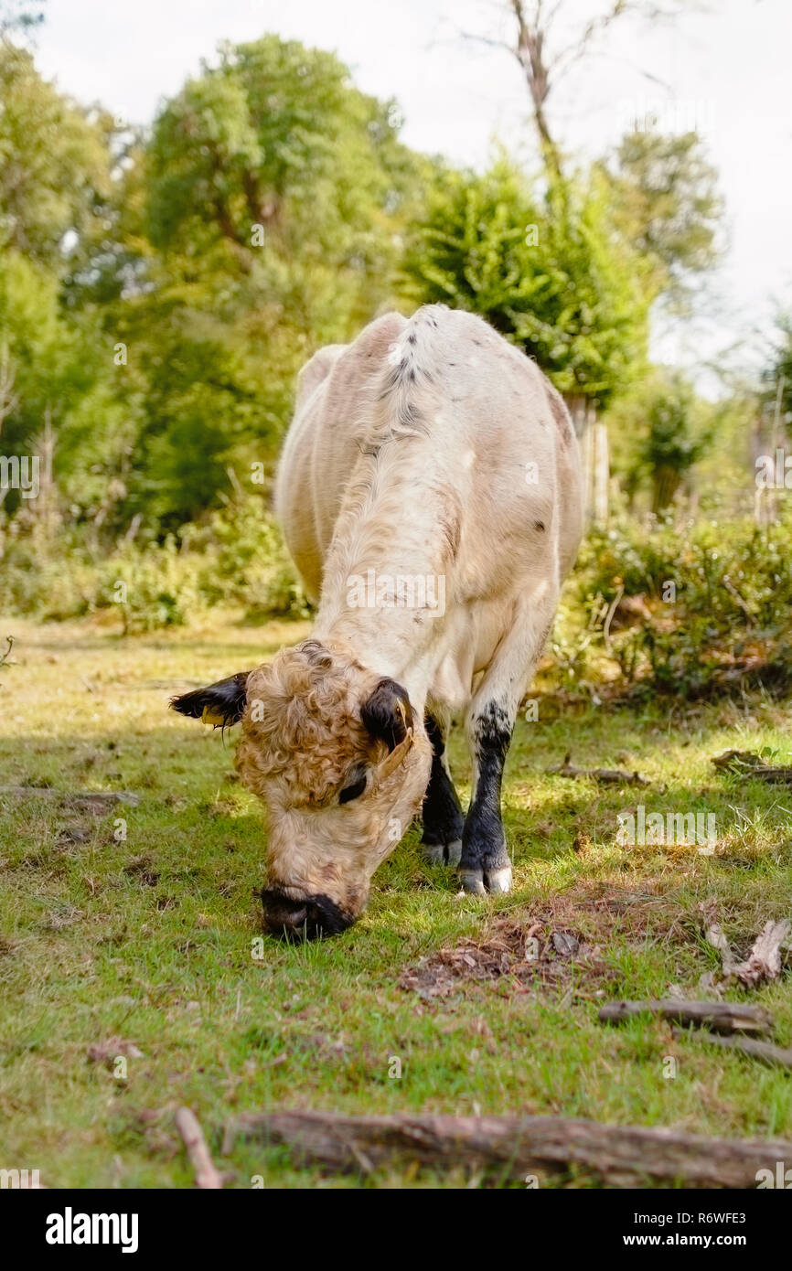 Highland cow eats hi-res stock photography and images - Alamy