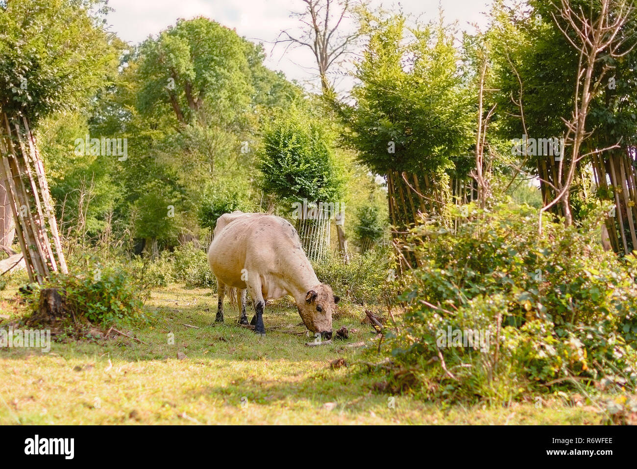 Highland cattle on a pasture in germany hi-res stock photography and ...