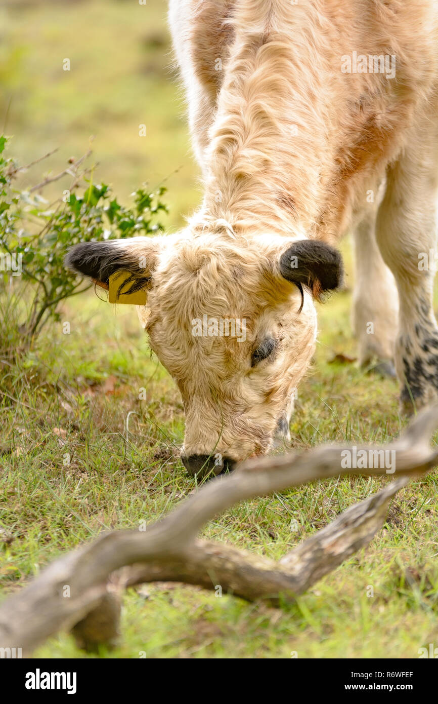 Eats vegetation hi-res stock photography and images - Alamy