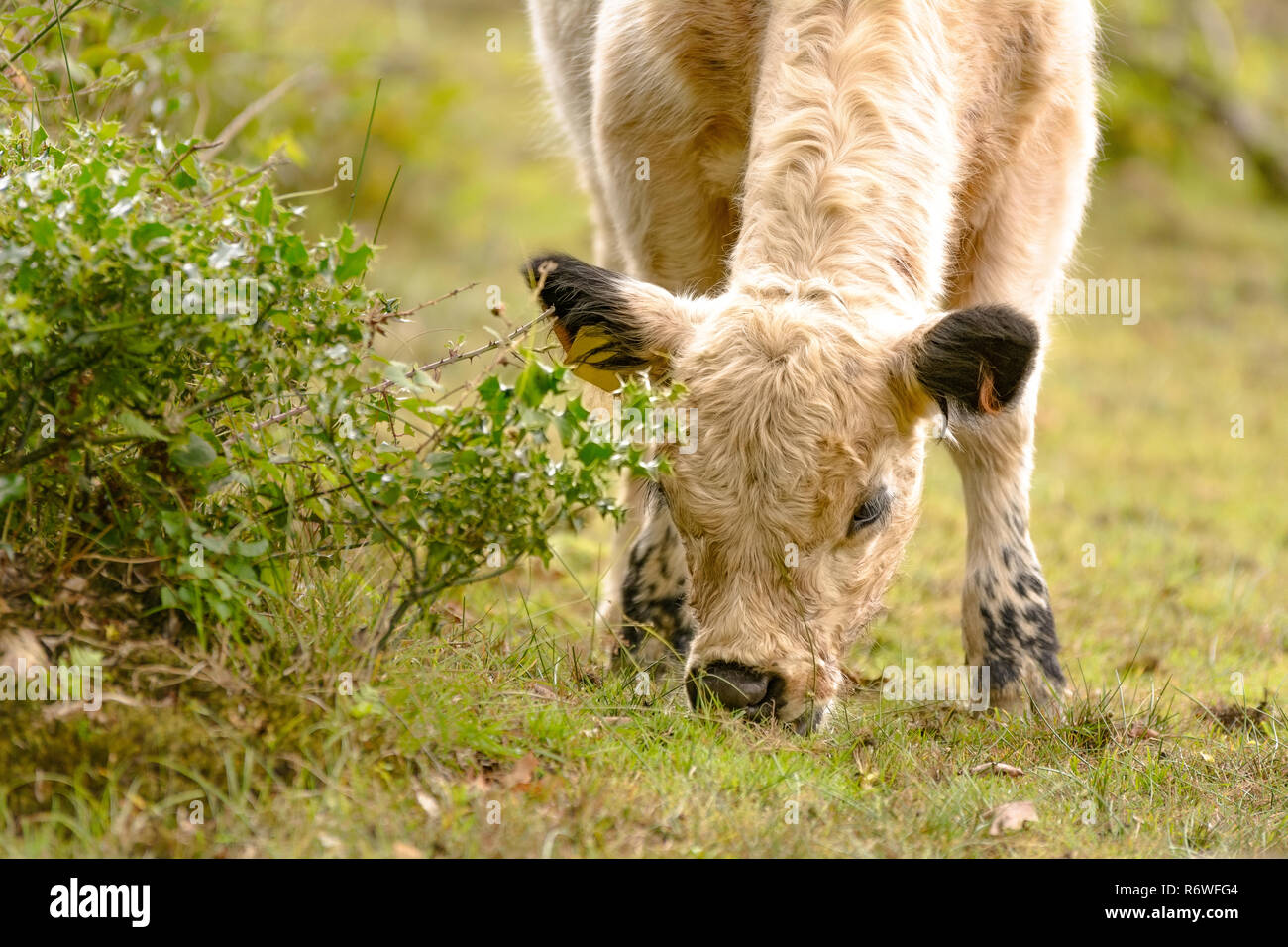 Highland cattle on a pasture in germany hi-res stock photography and ...