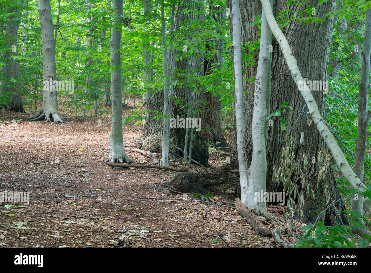 Demarest kill county park hi-res stock photography and images - Alamy
