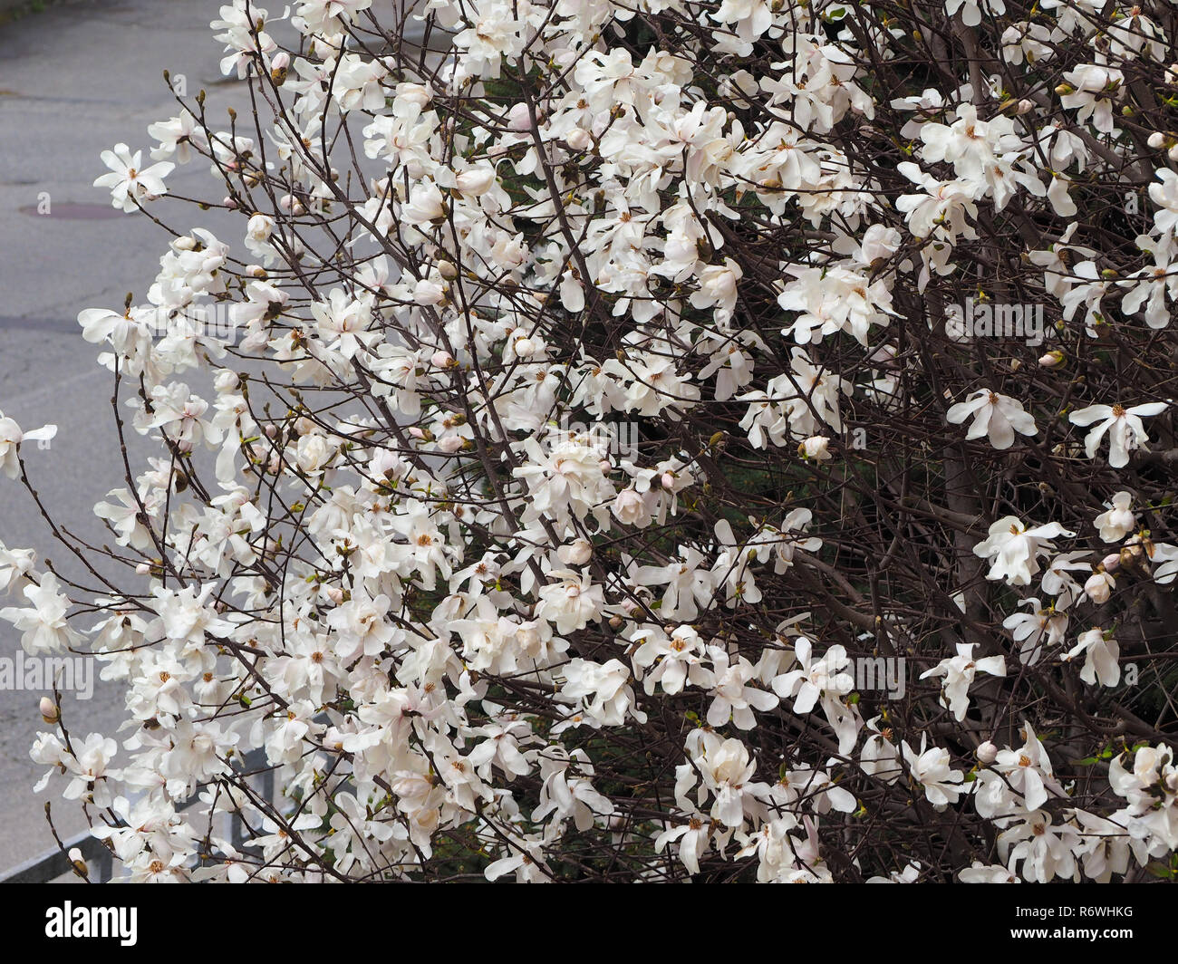 Sweetbay magnolia tree hi-res stock photography and images - Alamy