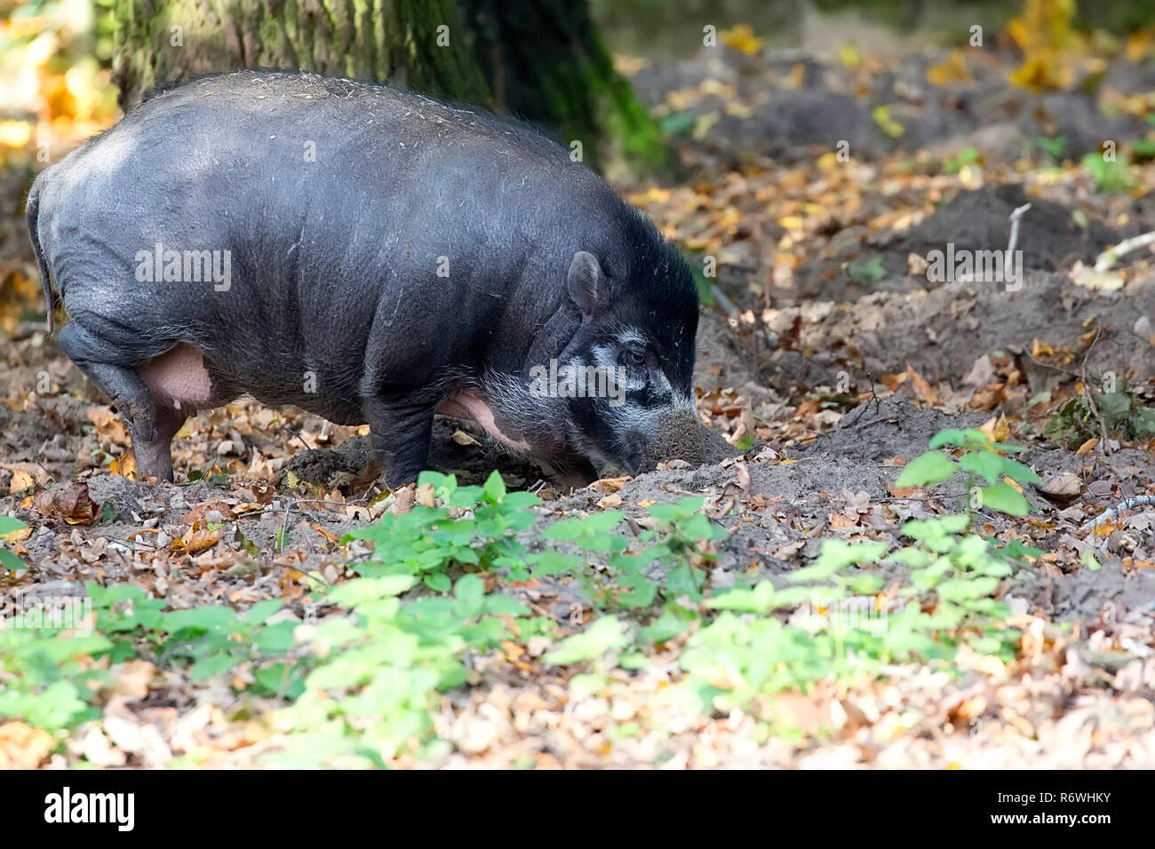 Visayan Warty Pig in the forest Stock Photo - Alamy