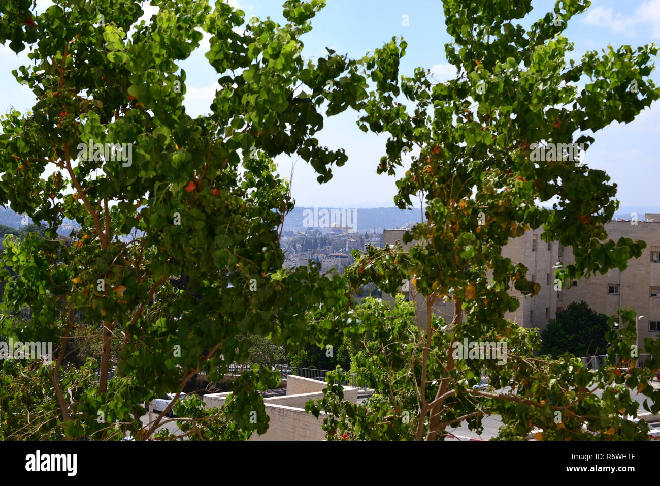 Jerusalem temple mount olive trees hi-res stock photography and images ...