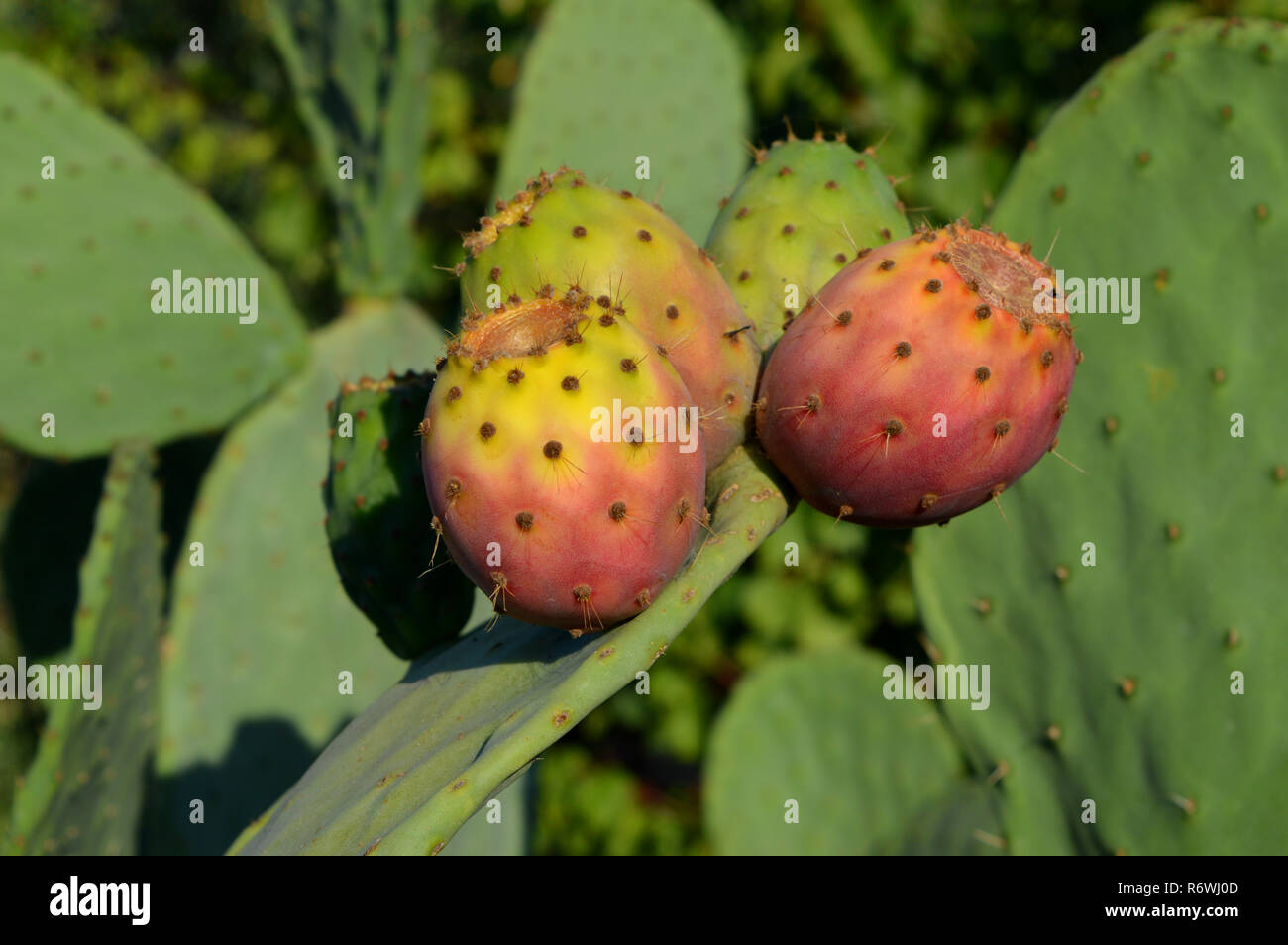 Fichi dindia hi-res stock photography and images - Alamy