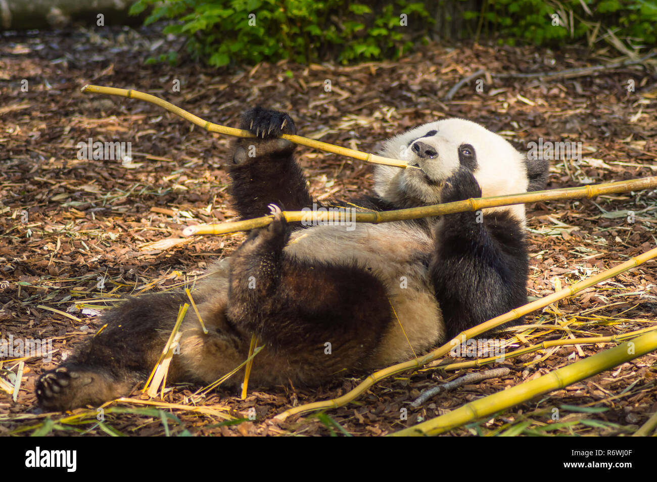Giant Panda sleeping on the meadow busy eating bamboo chunks Stock ...