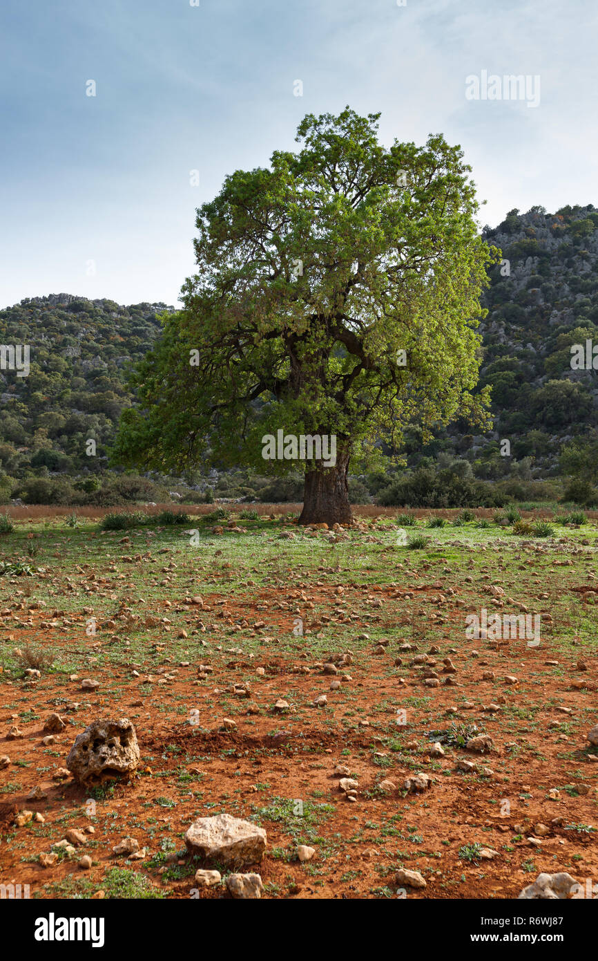 Single tree in the valley Stock Photo - Alamy