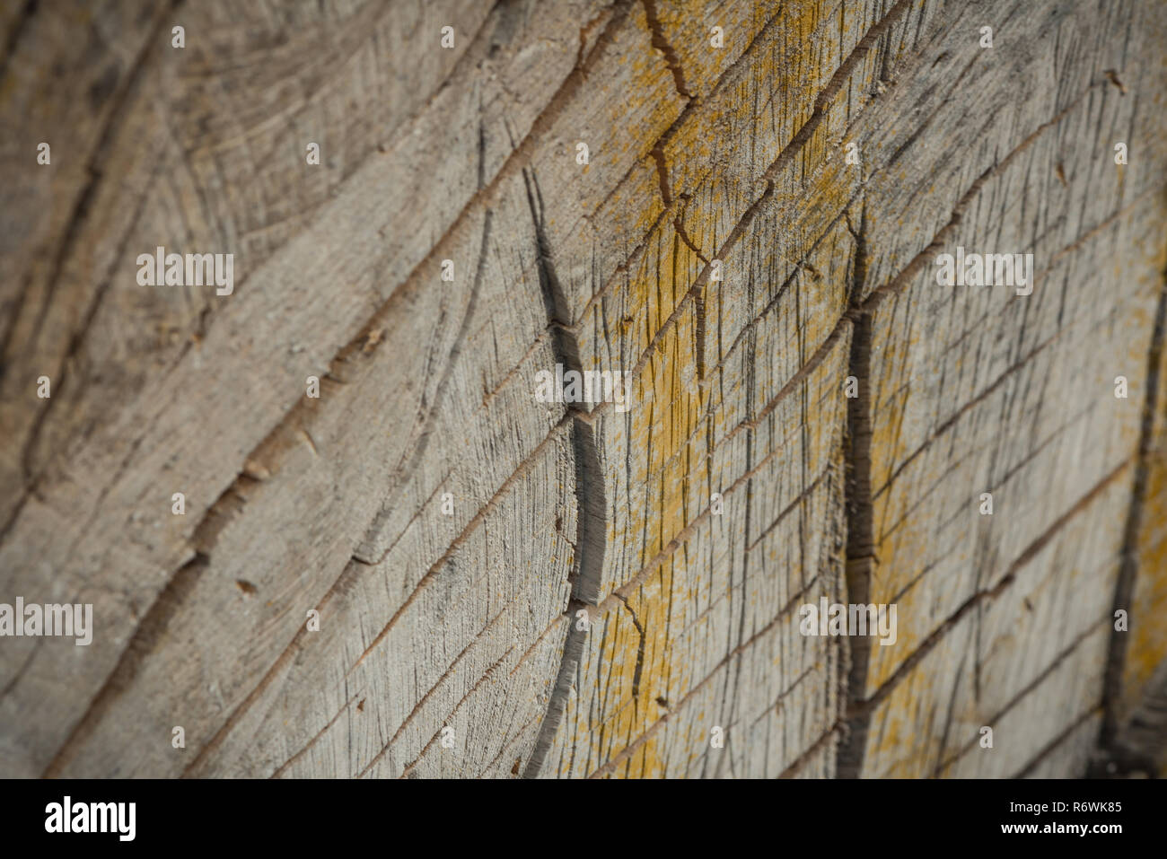 Tree wood connection connectivity hi-res stock photography and images ...