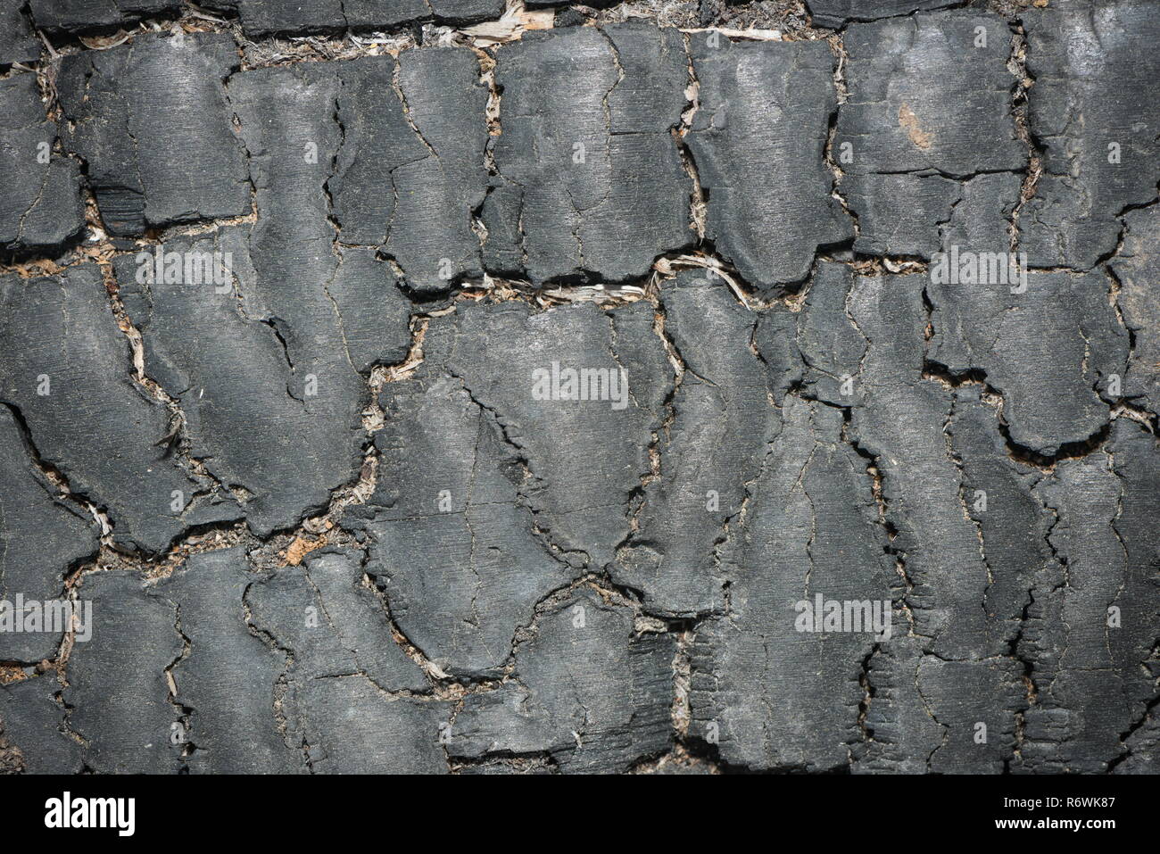 charred tree trunk Stock Photo - Alamy
