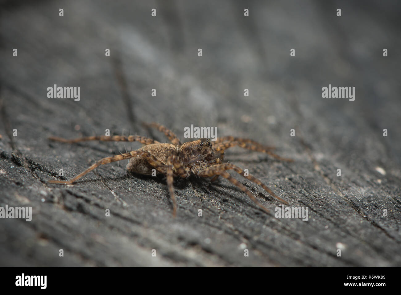 cunning spider on tree stump Stock Photo - Alamy