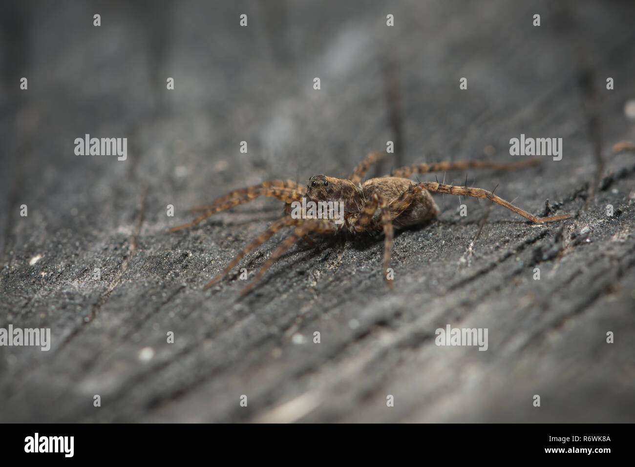 Tree stump spider hi-res stock photography and images - Alamy