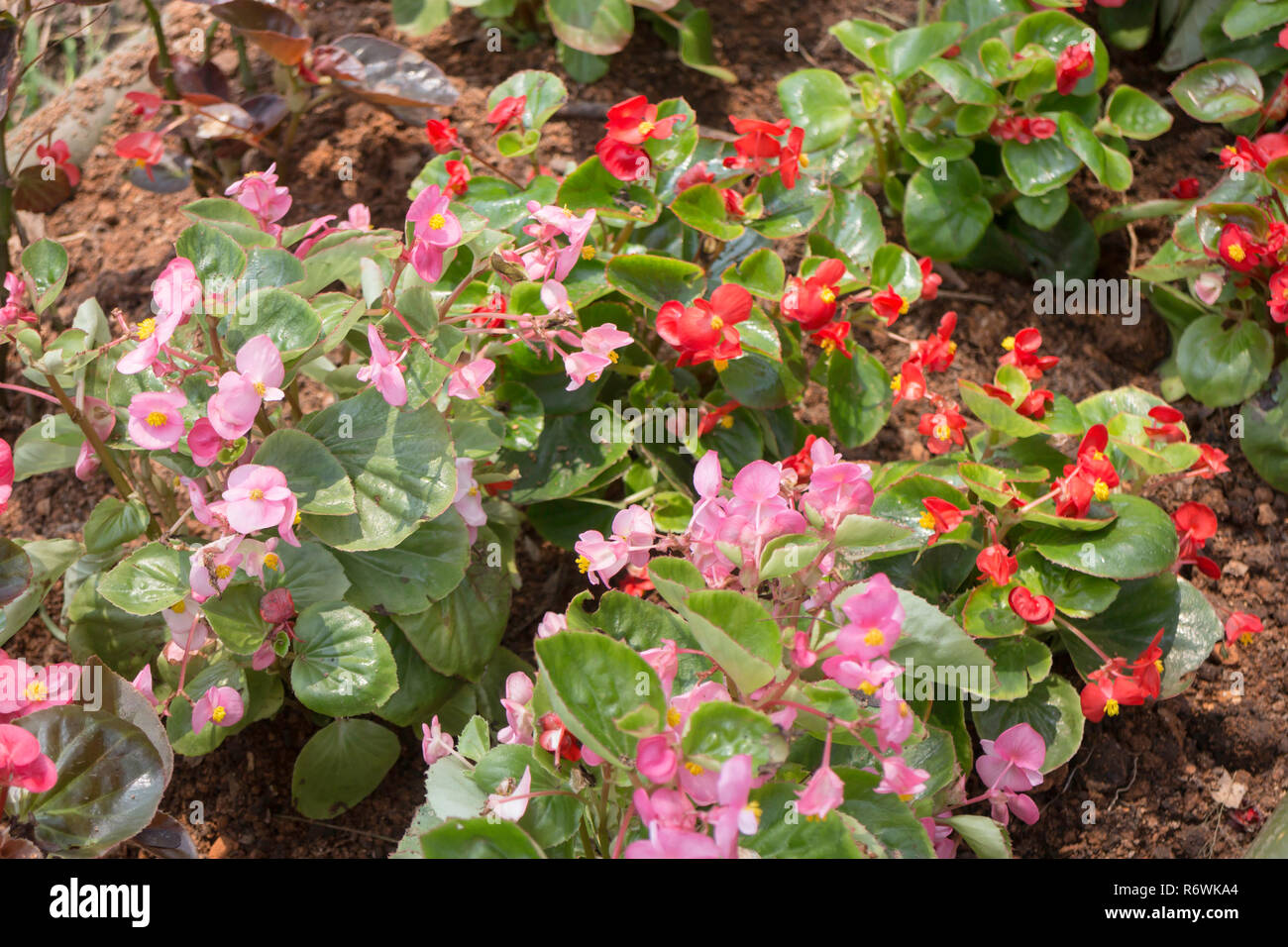 Red and pink flower with sun light Stock Photo - Alamy