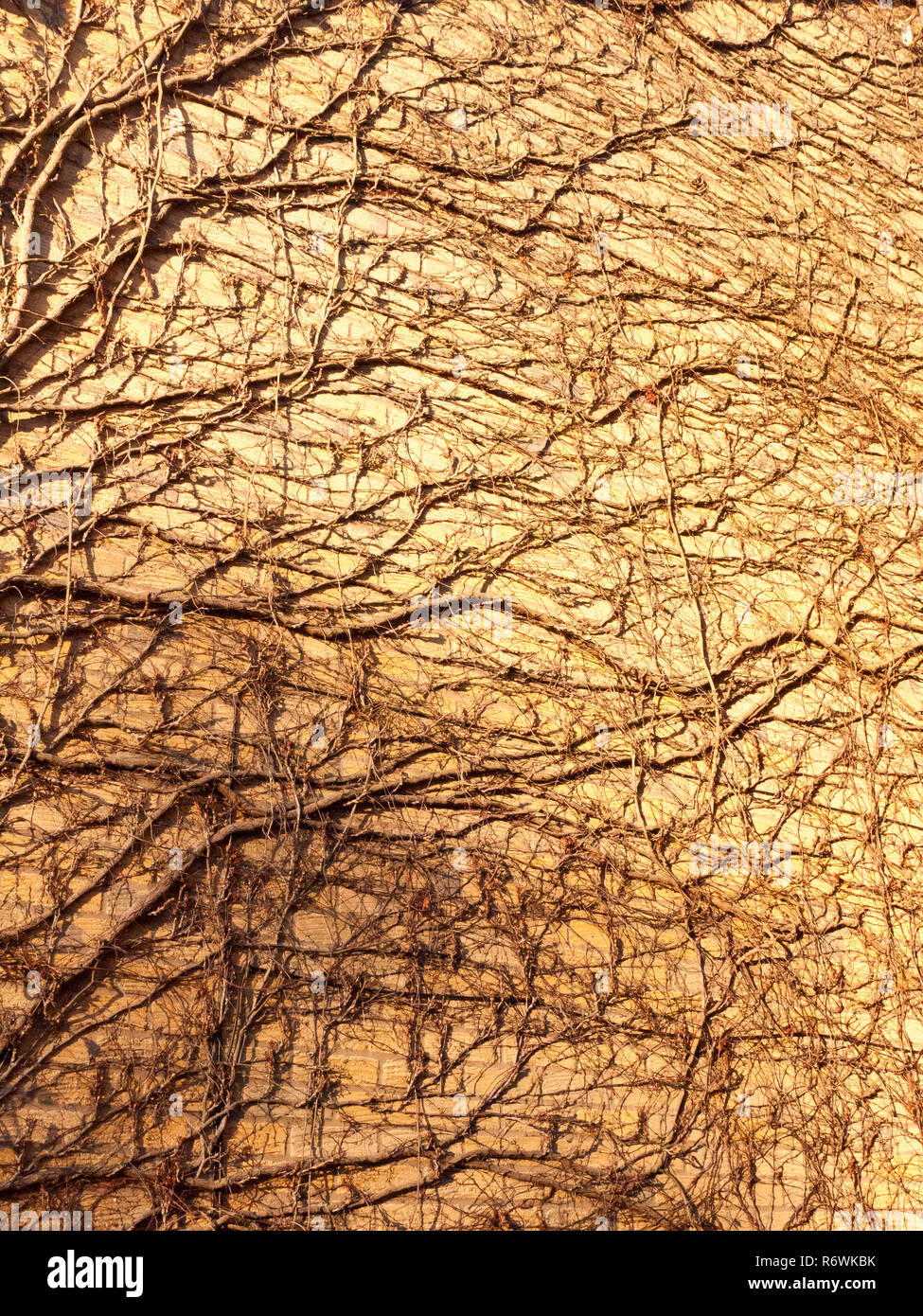 texture in sunlight of tree vines on wall side bricks house Stock Photo ...