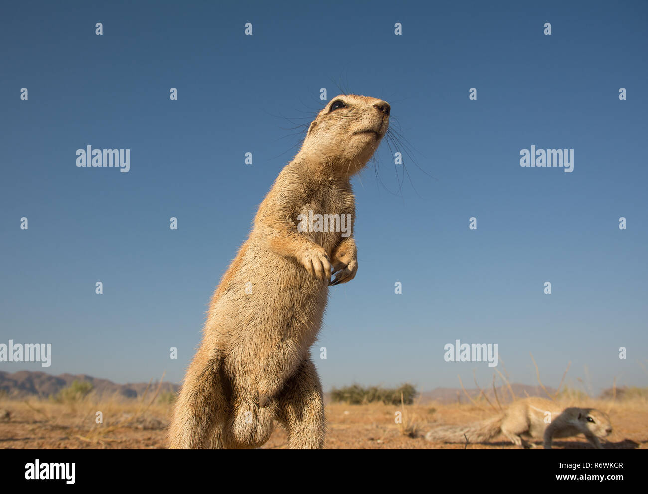 African tree squirrel xerus hi-res stock photography and images - Alamy