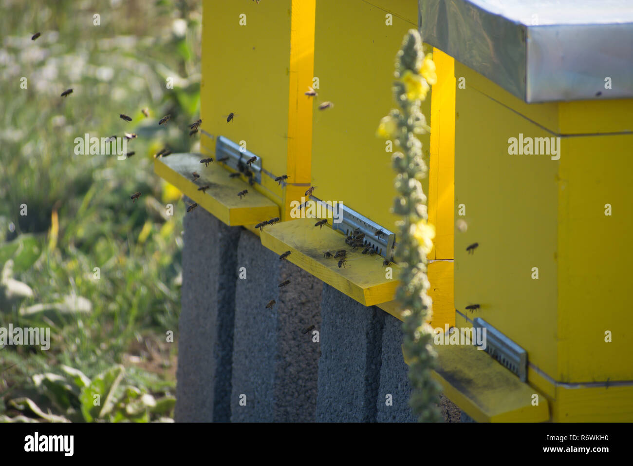 Bees entering the hive. Bees defending the hive Stock Photo - Alamy