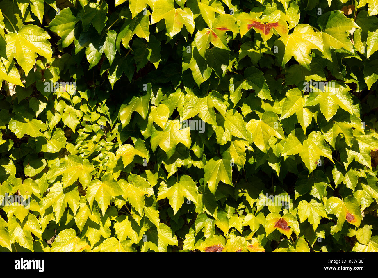 Lush green hue hi-res stock photography and images - Alamy