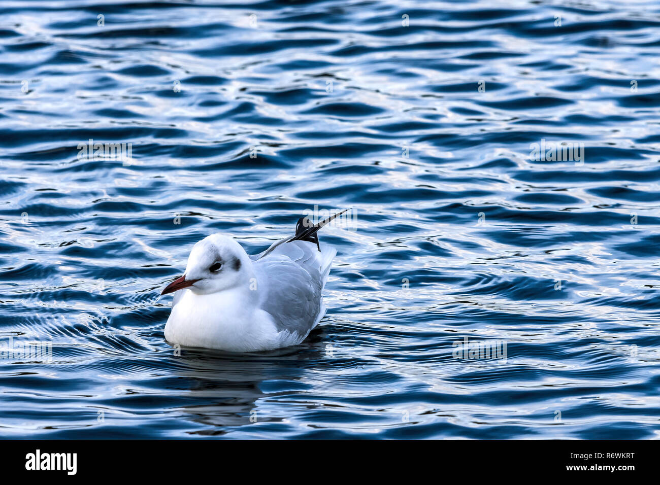 Swimming common gull in Bedfont Lakes Country Park, London Stock Photo ...
